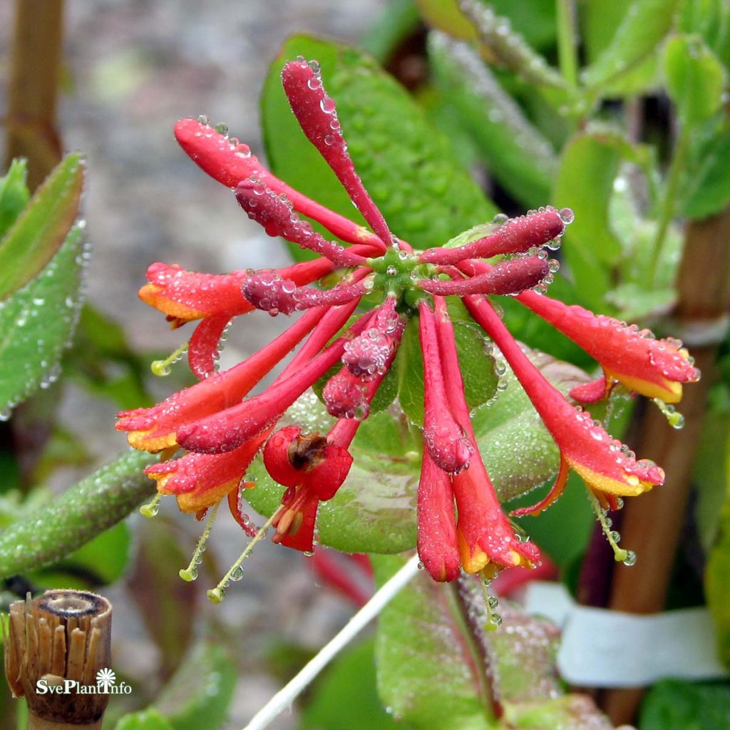 Eldkaprifol Dropmore Scarlet - Strömsbro Plantskola