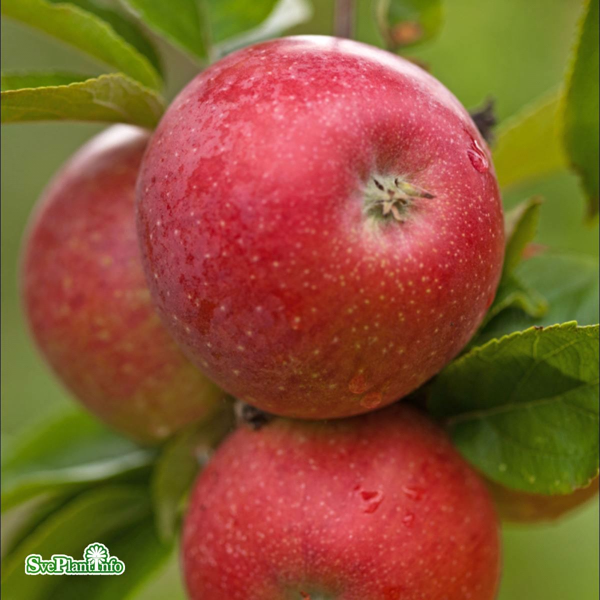 Äpple Aroma - Strömsbro Plantskola