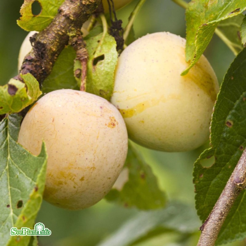 Plommon Reine Claude D´Oullins - Strömsbro Plantskola