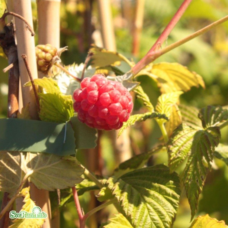 Hallon Mormorshallon 2 liters krukor åter i lager - Strömsbro Plantskola