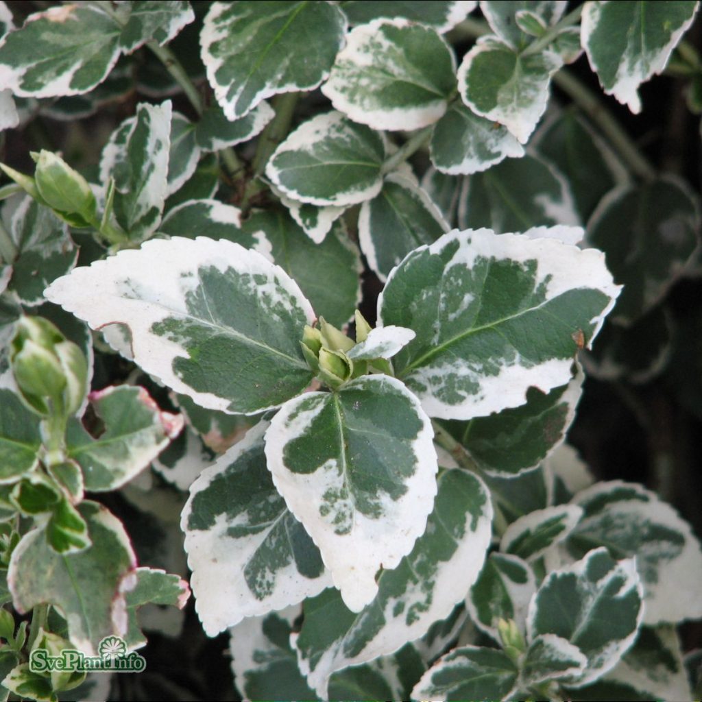 Klätter Benved Emerald Gaiety - Strömsbro Plantskola