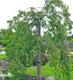 Blodplommon Nigra - Strömsbro Plantskola