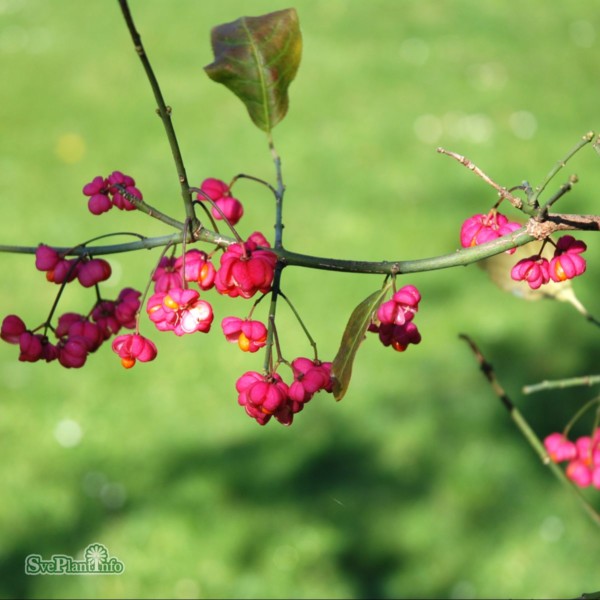 Benved Europaeus Stora ex. - Strömsbro Plantskola