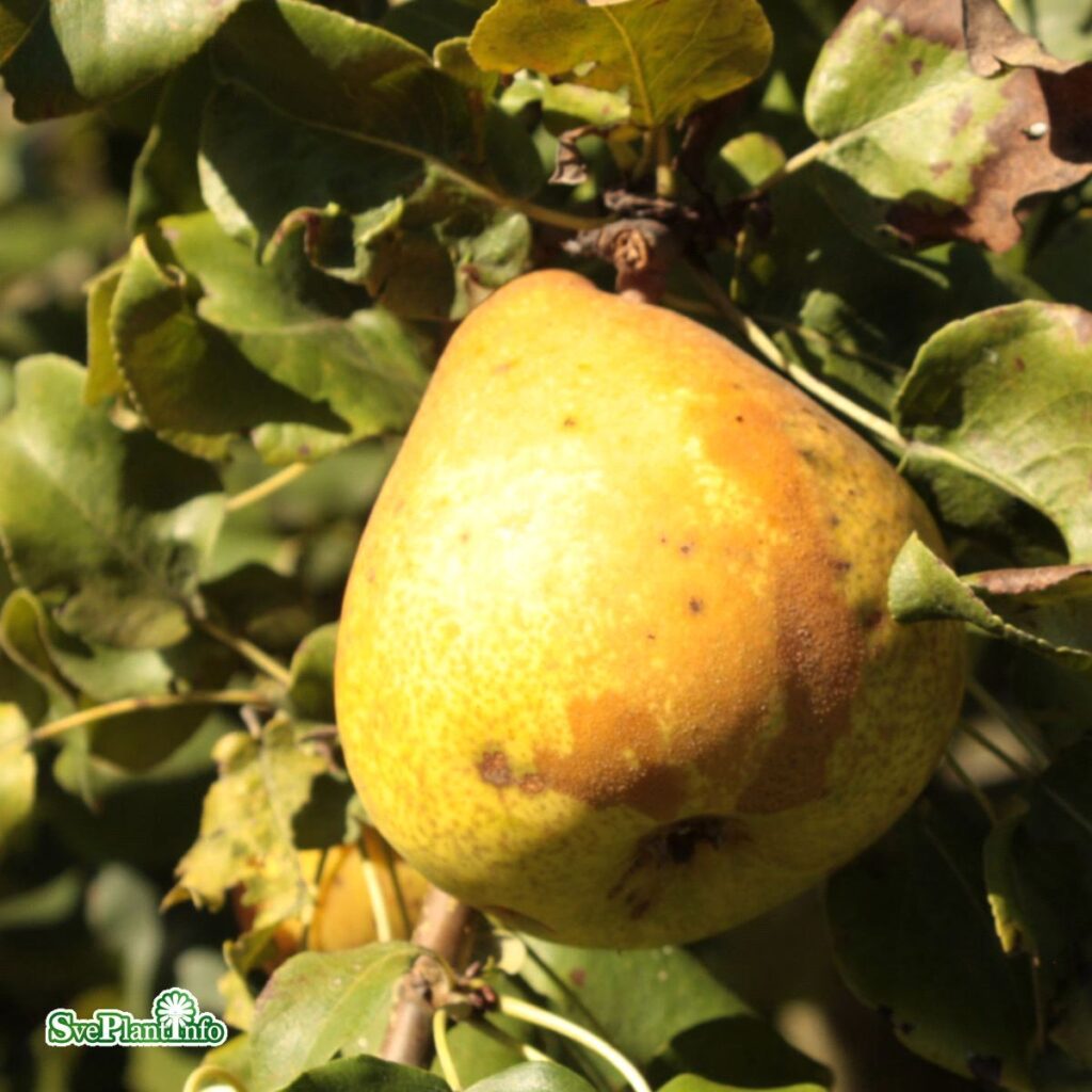 Päron Göteborgs Diamant spaljeträd - Strömsbro Plantskola